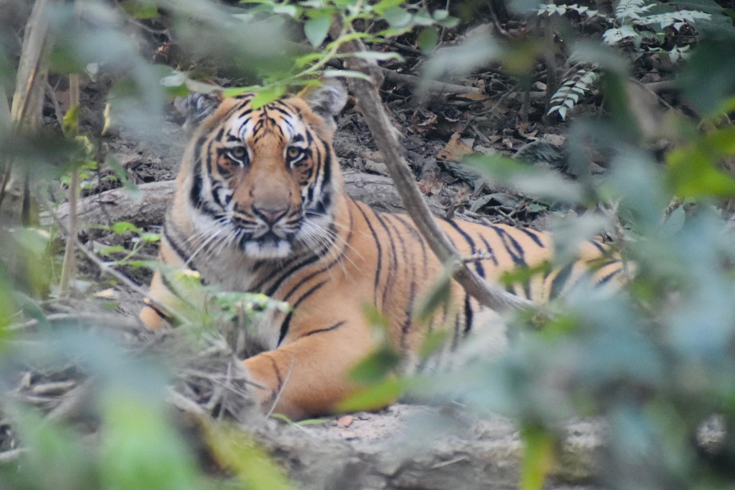 Population of Wildlife animals in Jim Corbett National Park - Let's Go ...