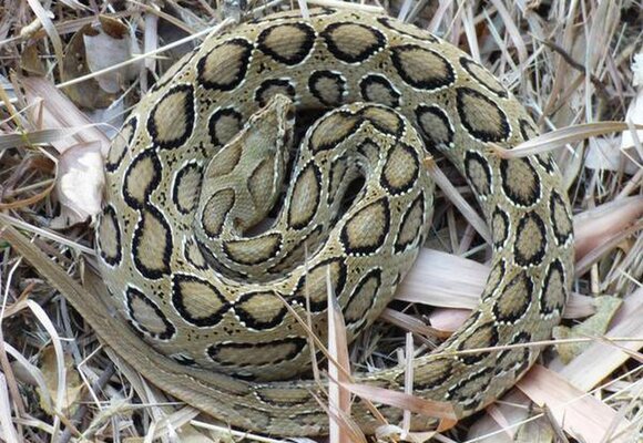 24 Deadliest Snakes in the World : Most Venomous
