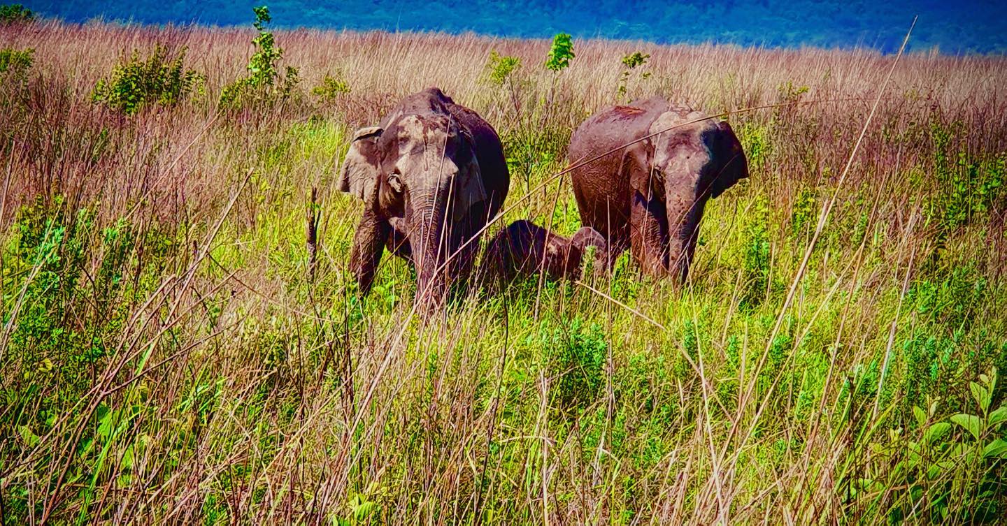 Online Jim Corbett Safari Booking, Charges & Timings - Let's Go Corbett